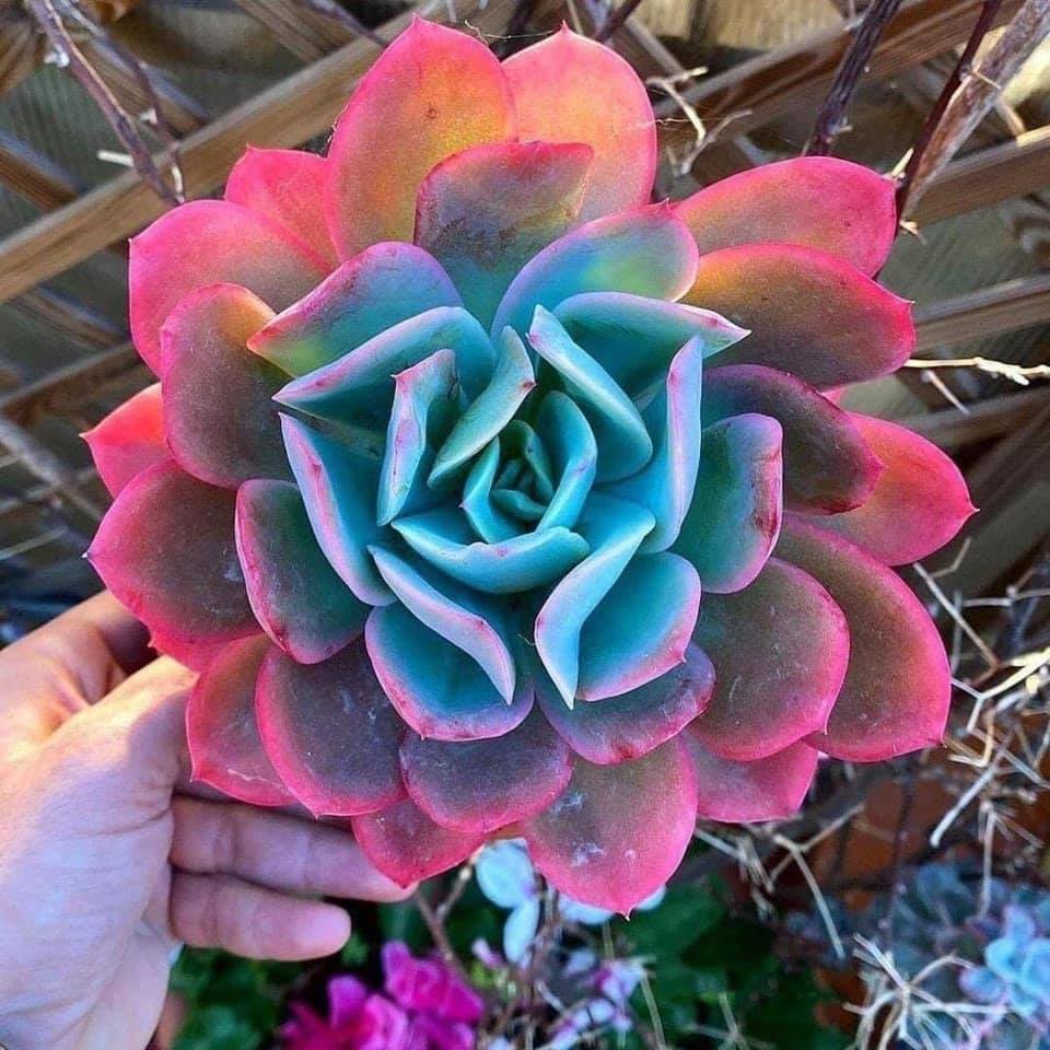 Im Sexy And I Grow It 💜 Like And Succulent Plant Id
