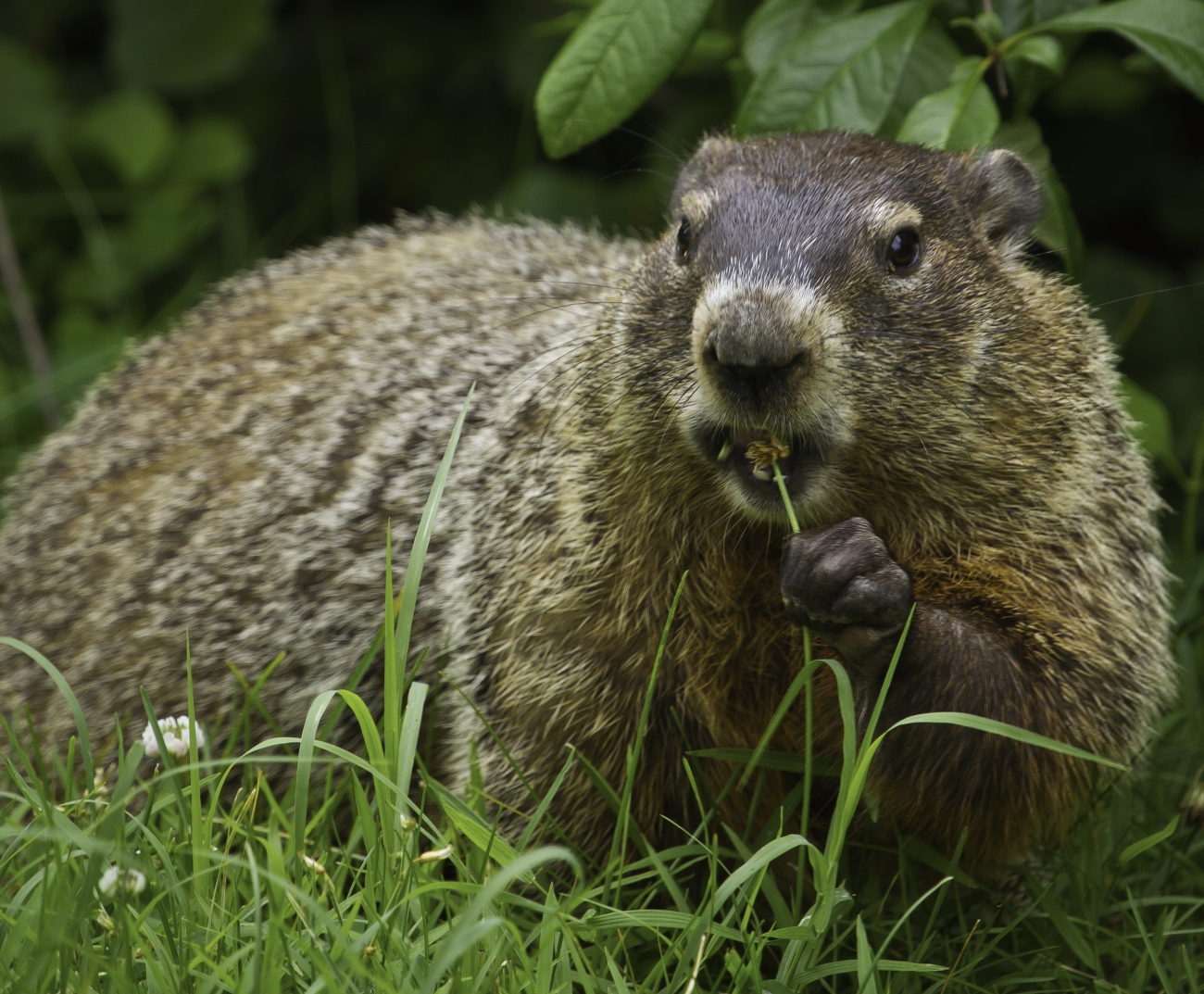 Champions - Happy Groundhog Day! Did you know groundhogs are part of ...