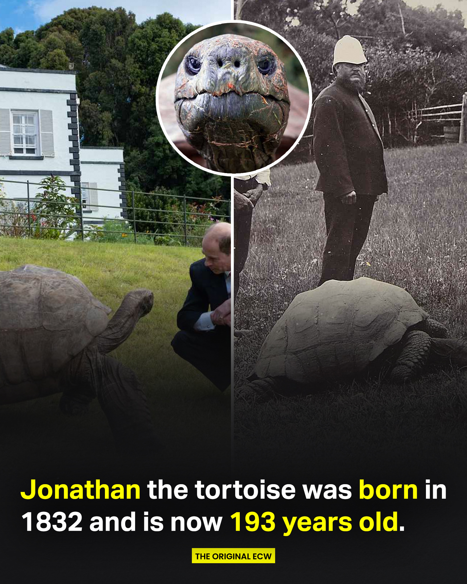 The Original - Meet Jonathan, a giant tortoise on St. Helena who is ...