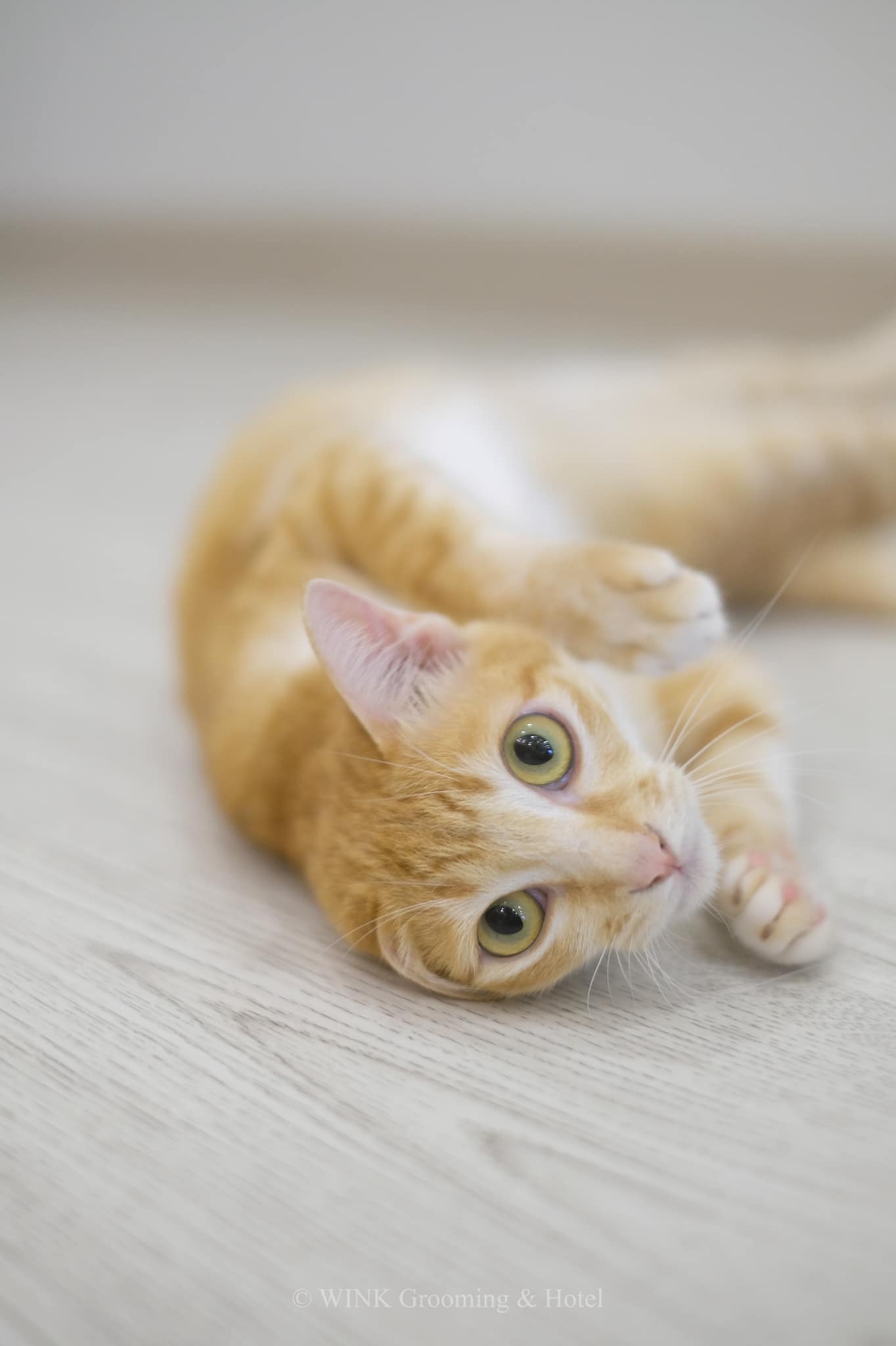 ไข Wink Grooming And Hotel โรงแรมแมว สปาและอาบน้ำตัดขนแมว