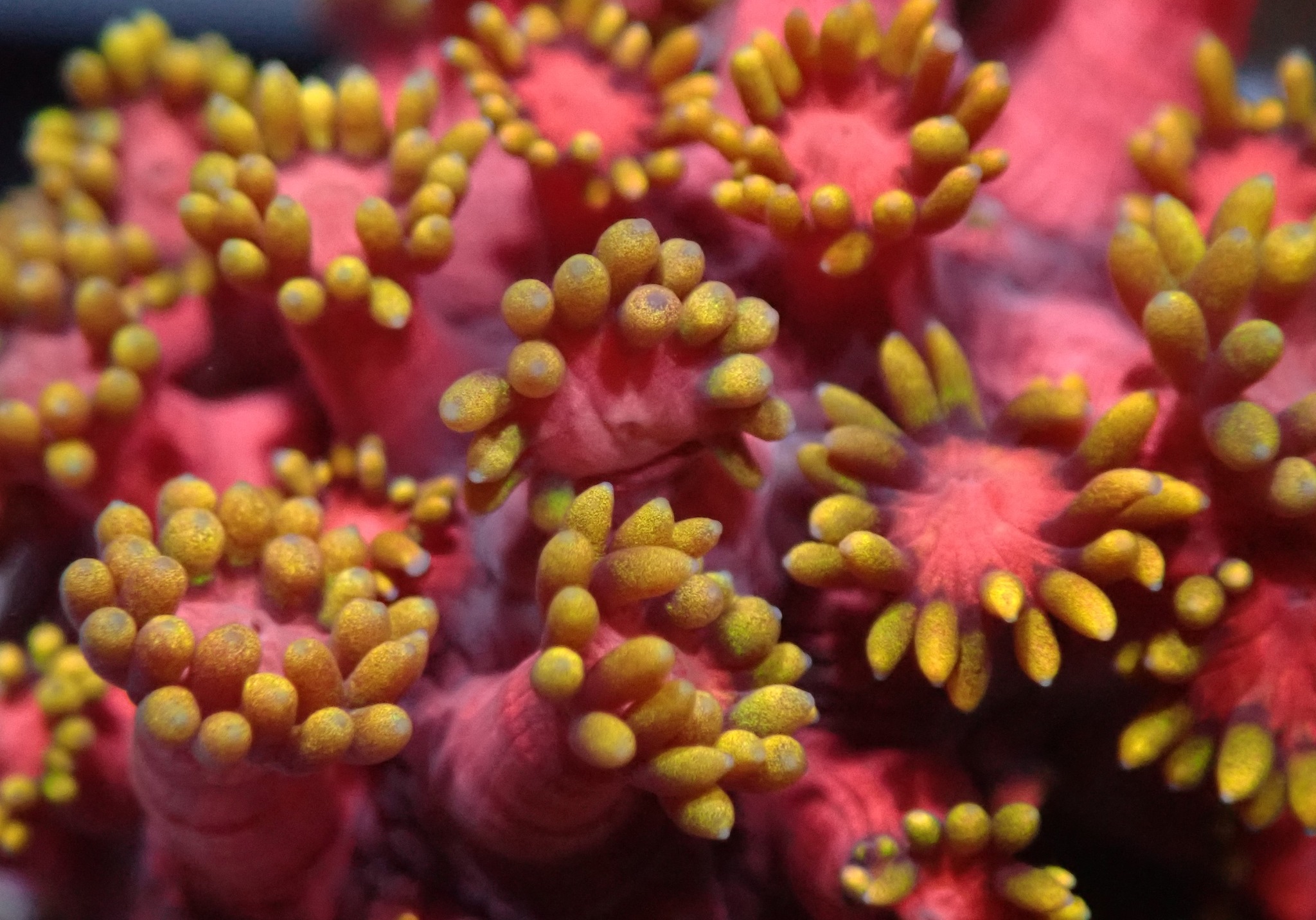 Aqua Culture - This is oarweed (Laminaria digitata) - one... | Facebook