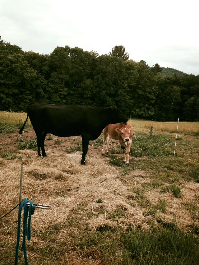 Our Herd Is Growing Thunder Has A New Three Maples Farm 5392