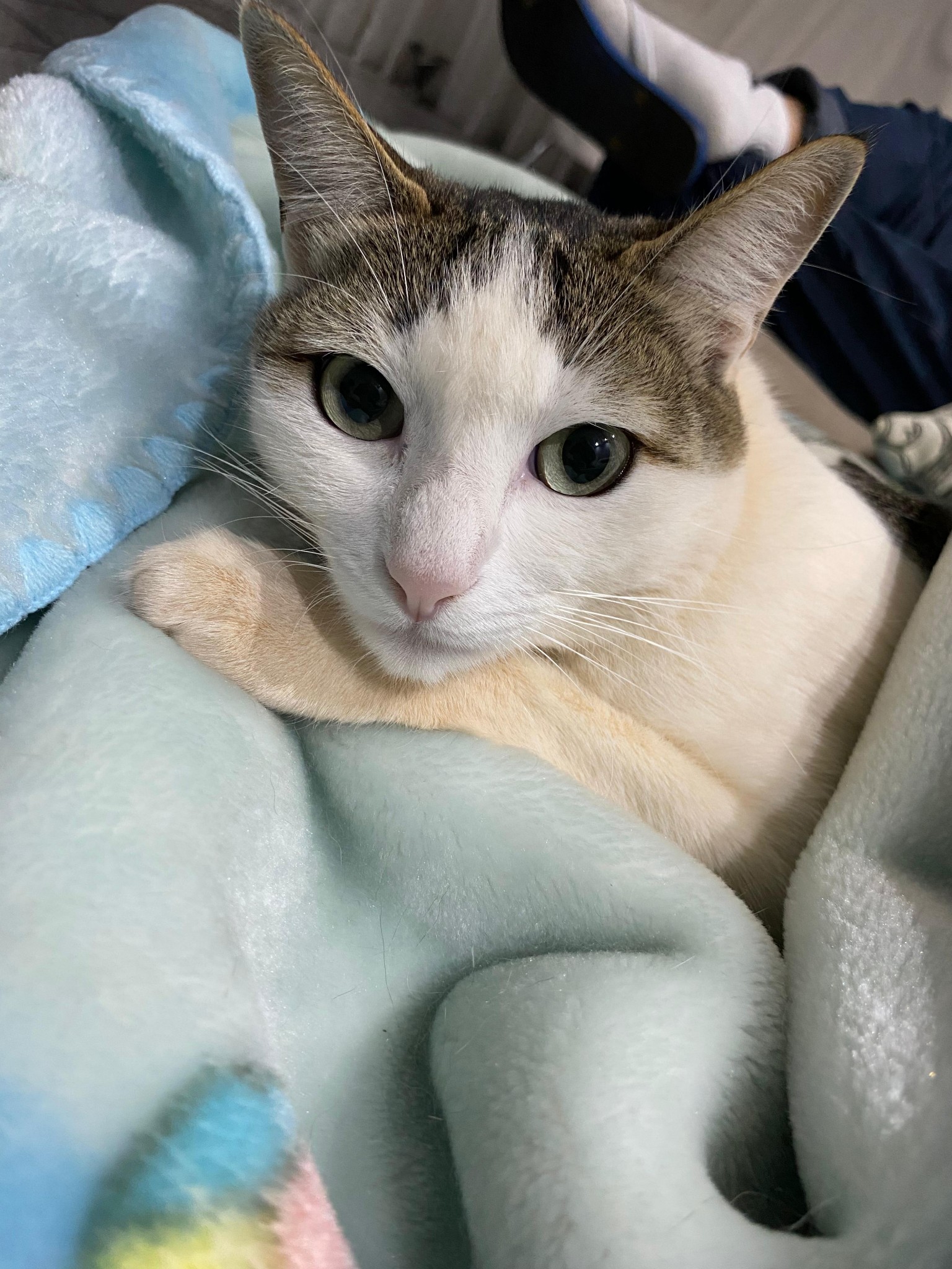 🚨 Gatinha “nala” Foi Encontrada Passando A Régua Facebook