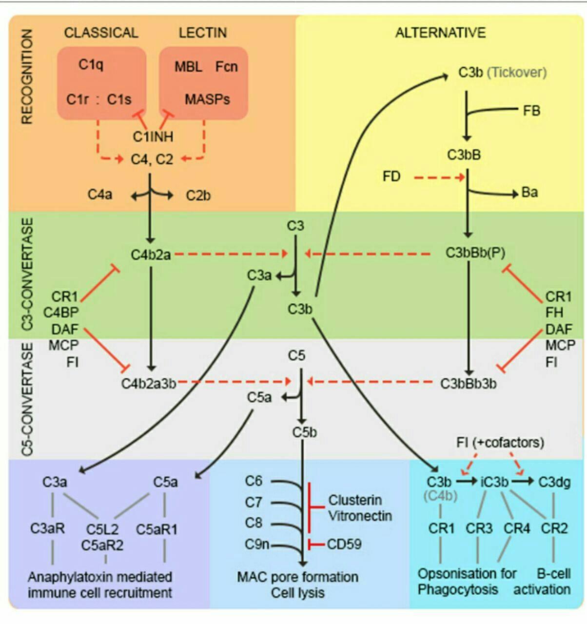 The Complement Pathways 🌟🌟🌟🌟🌟🌟🌟🌟🌟🌟 1 Laboratory Photo 4994