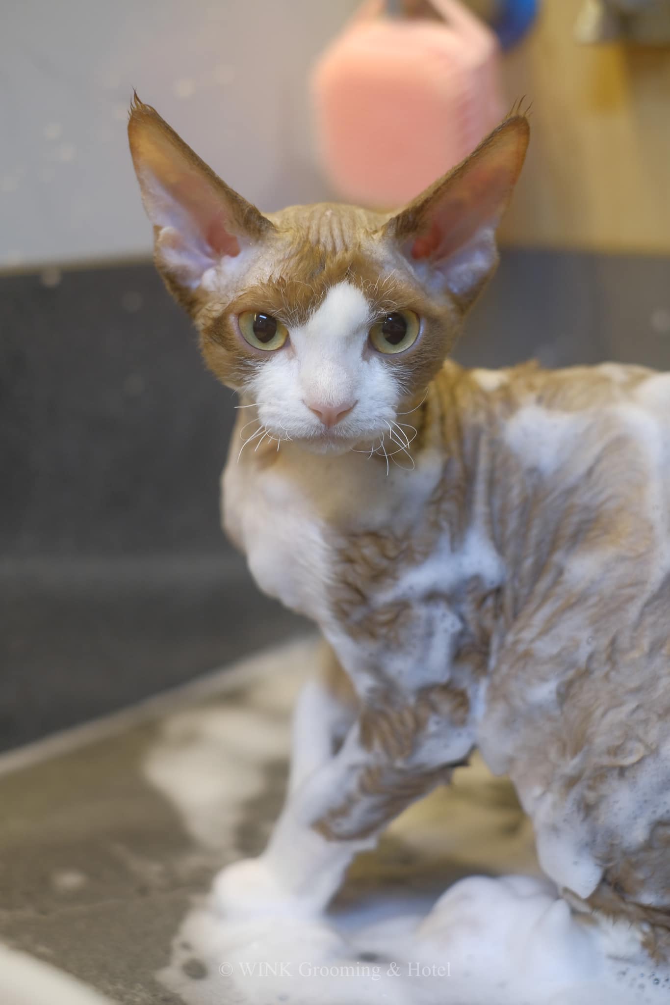 เด Wink Grooming And Hotel โรงแรมแมว สปาและอาบน้ำตัดขนแมว