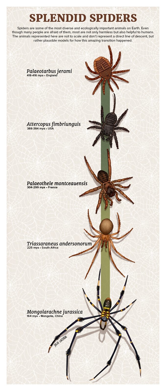 Julio Lacerda - Paleoarte - Spiders are some of the most diverse and ...