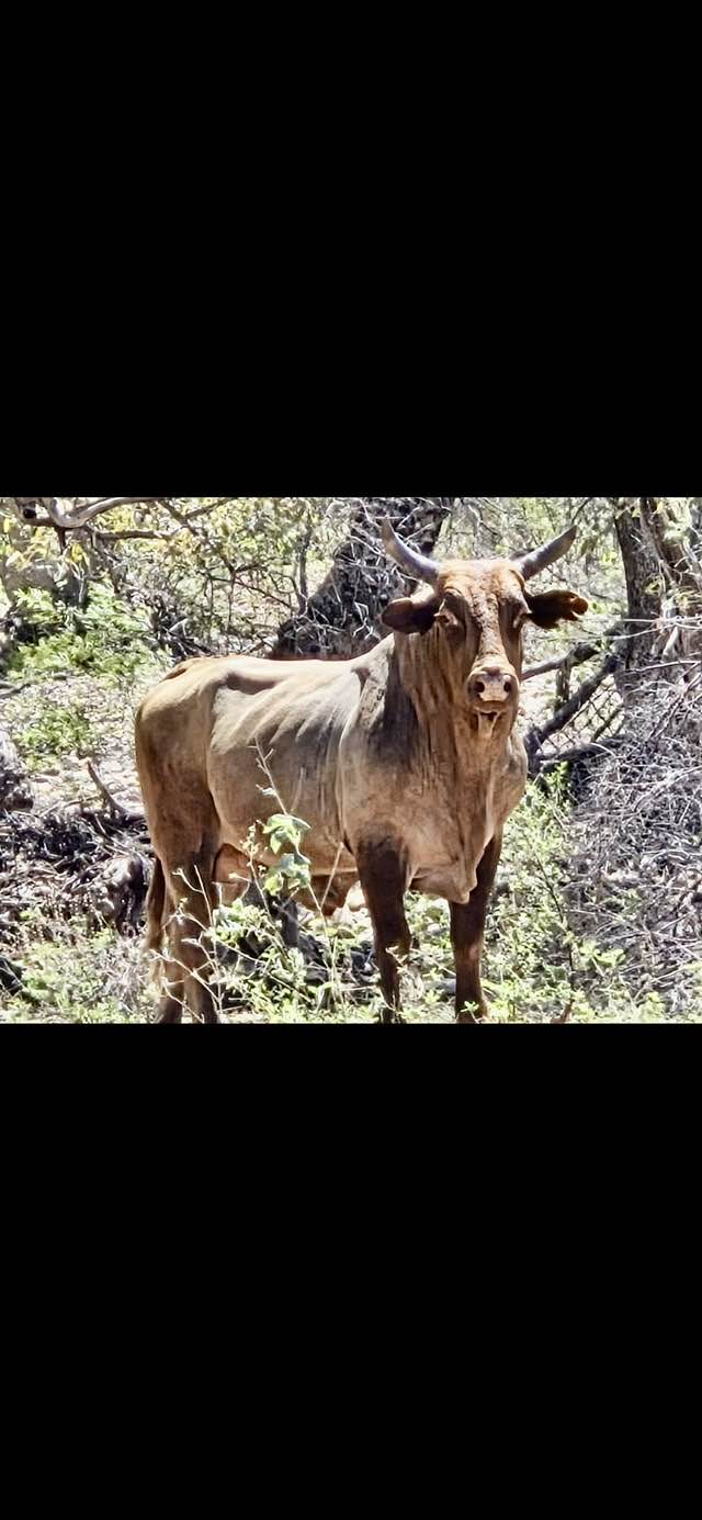 Yandr Livestock