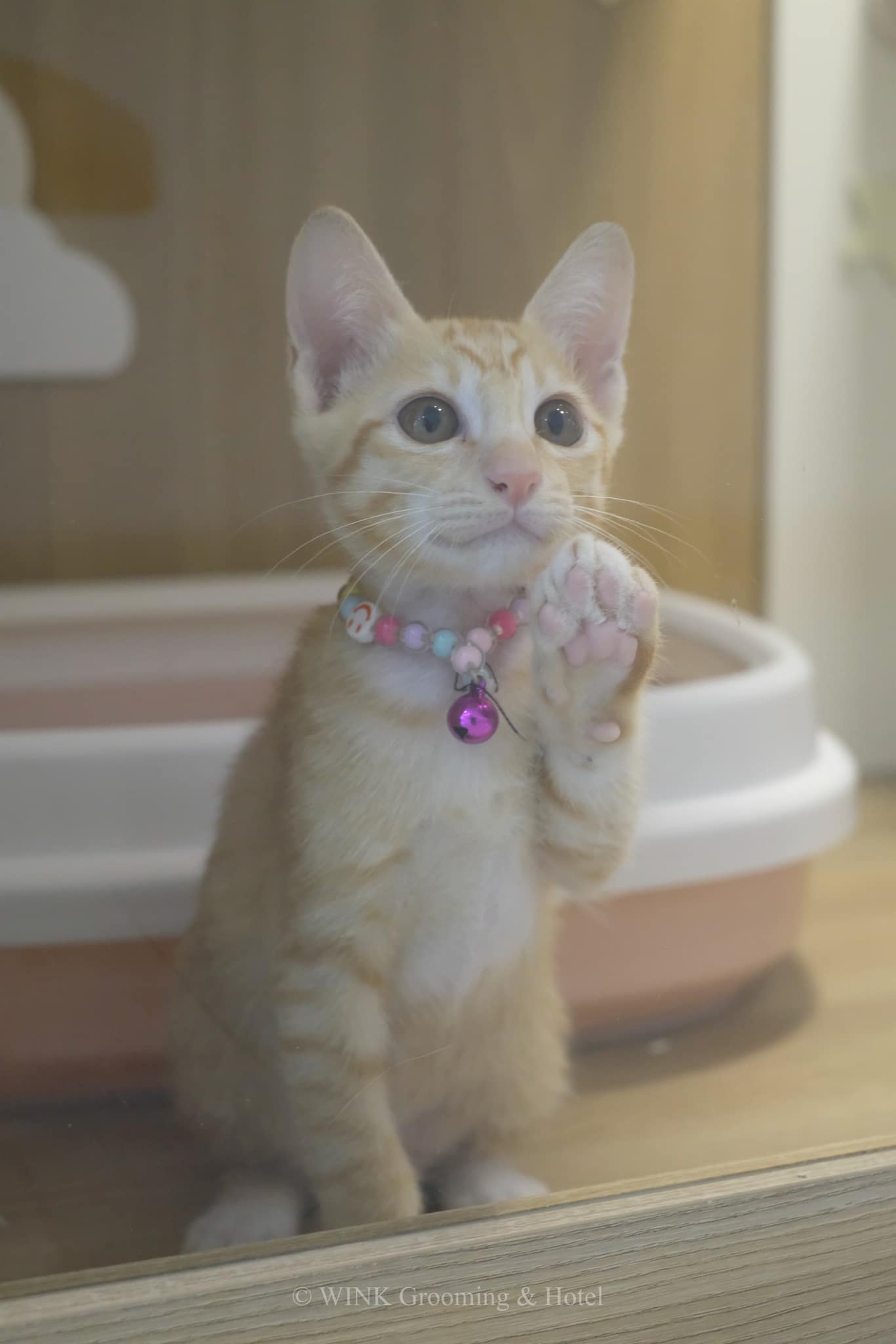 แม Wink Grooming And Hotel โรงแรมแมว สปาและอาบน้ำตัดขนแมว