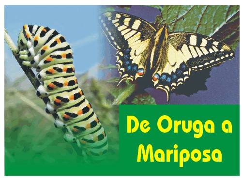 Mundo Curioso - Sabias que...? Las orugas se componen de 2,000 músculos ...