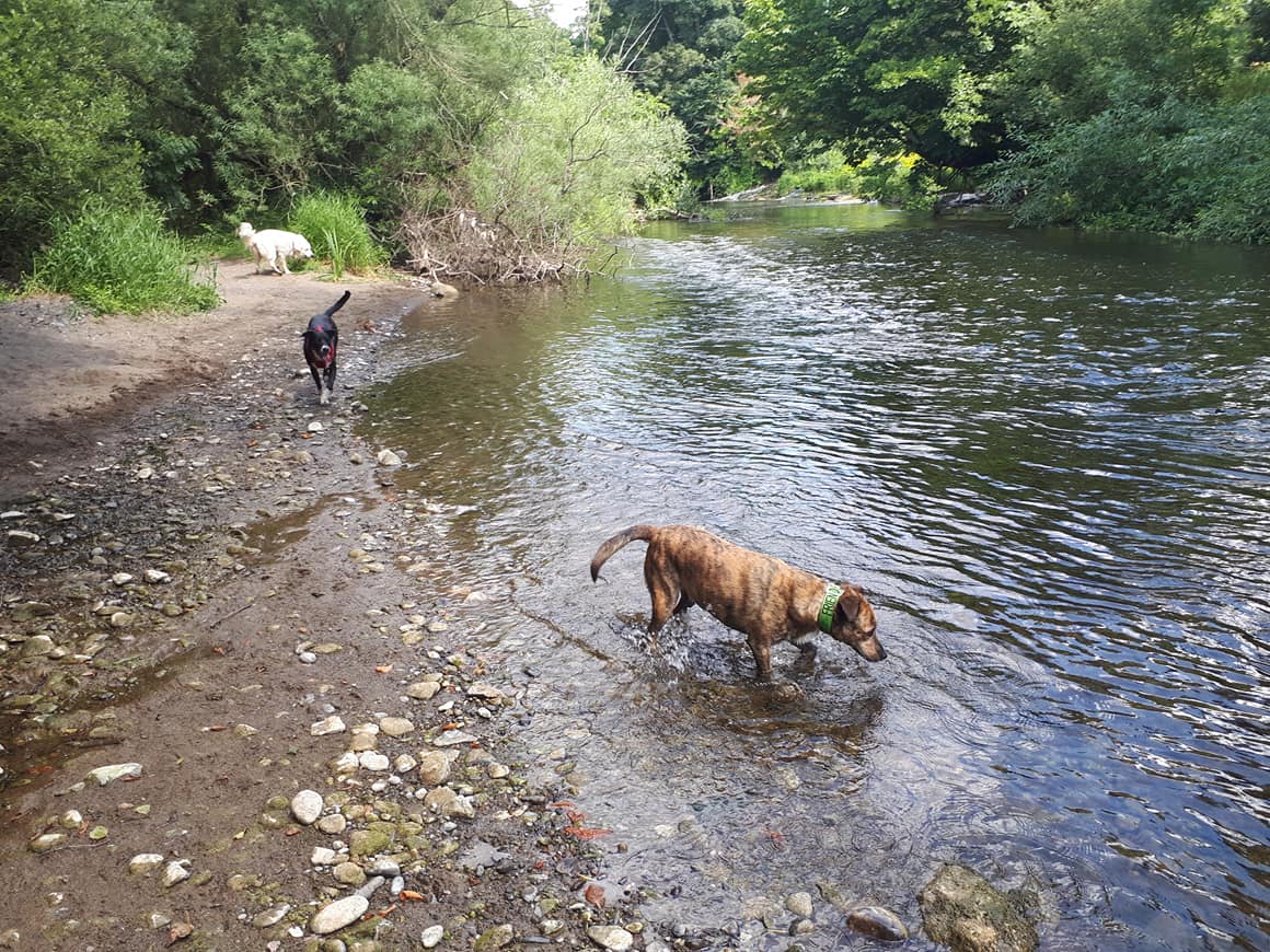 The... - The Dog Centre Kilkenny: Dog Training & Behaviour