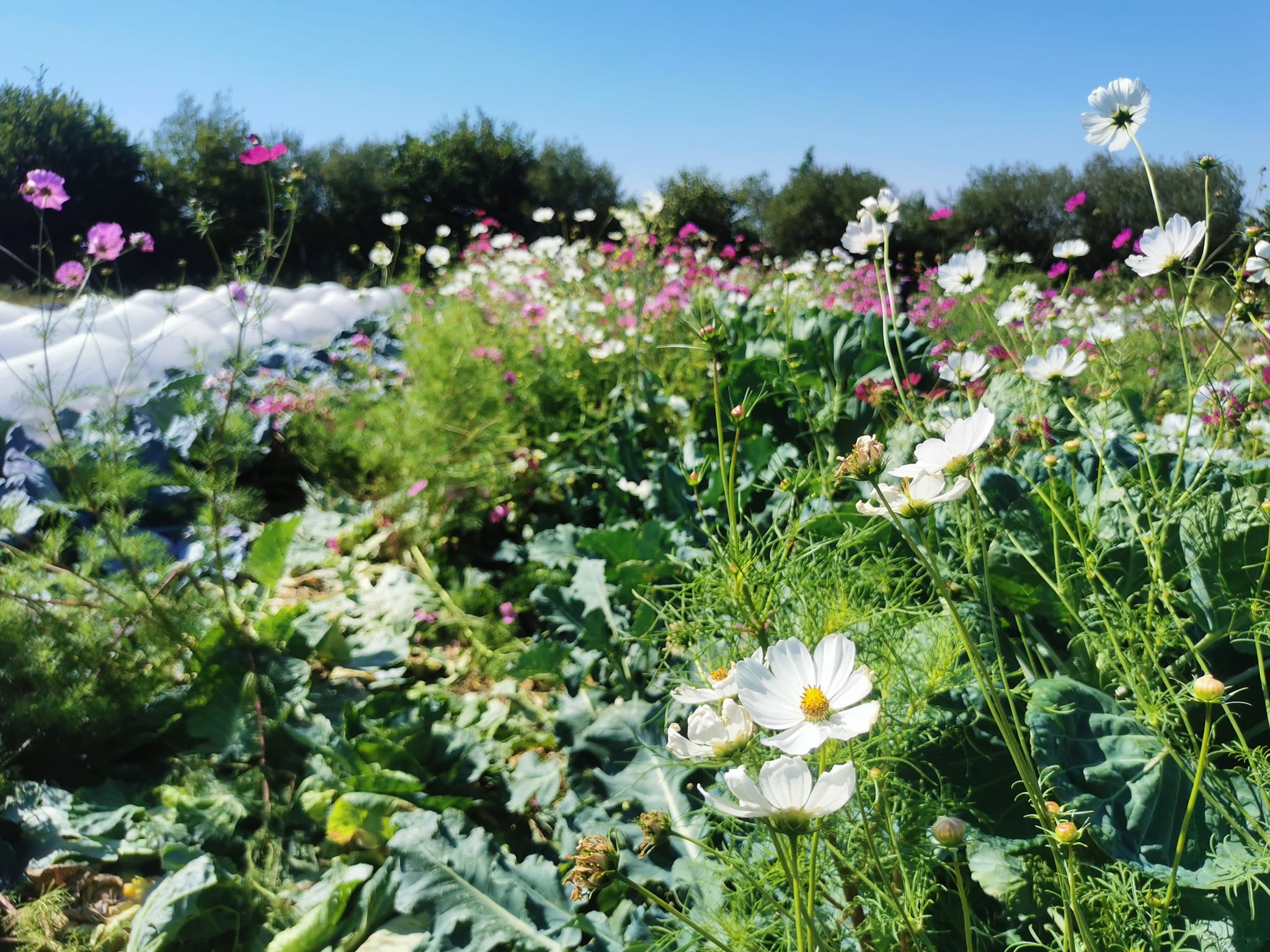 ⚡ Les ratés de la saison ⚡... - Les Jardins des Capucines | Facebook