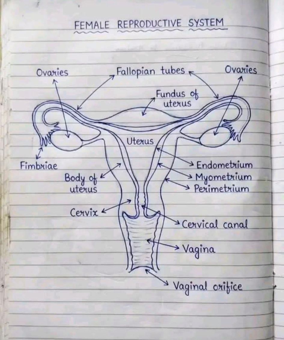 Draw A Labelled Diagram Of Human Female Reproductive System And Label