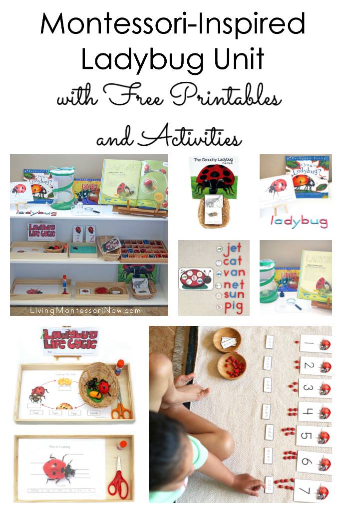 Living Montessori Now - You'll find a new printable ladybug pack ...