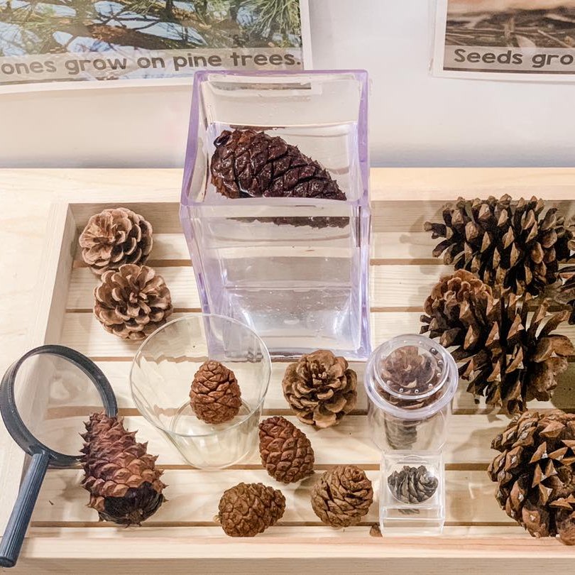 Pinecone Science 🌲 This is such... - Play to Learn Preschool