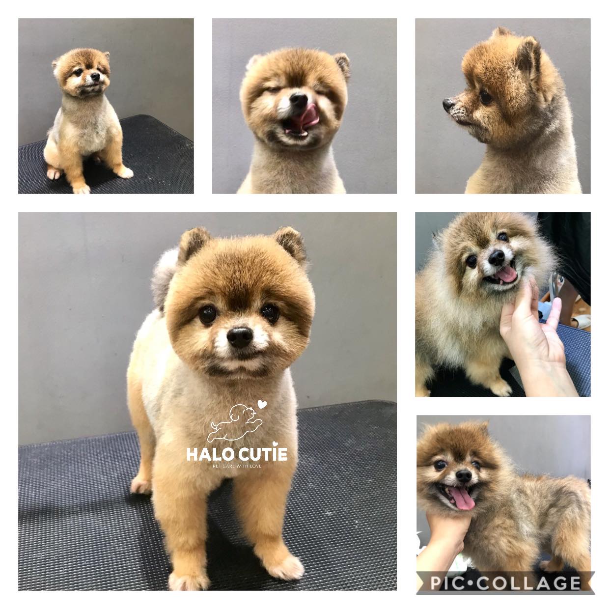 Halo Cutie Home Facebook