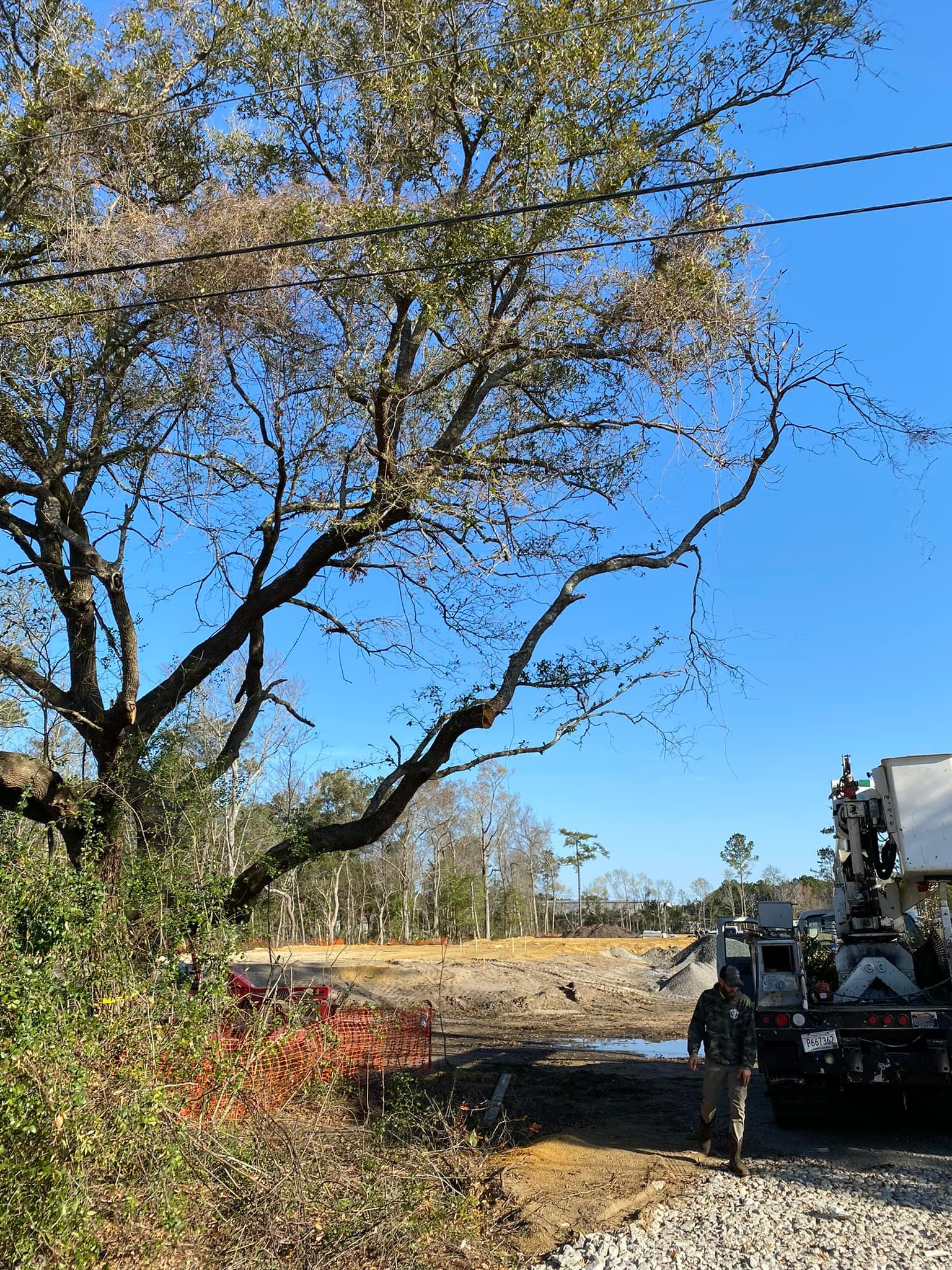 Great Description About Tree Service Myrtle Beach Sc