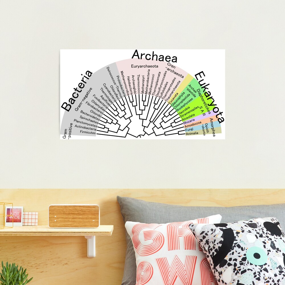 Scientific Visualization Phylogenetic Evolutionary Tree Bacteria Archaeva Eukaryota