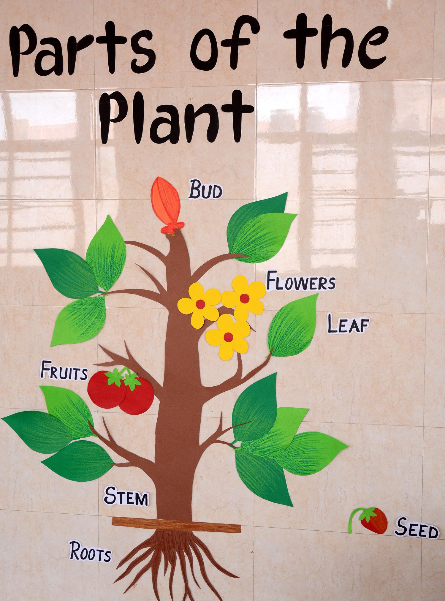Parts of the plants... - Shri Rama Bharti Public School | Facebook