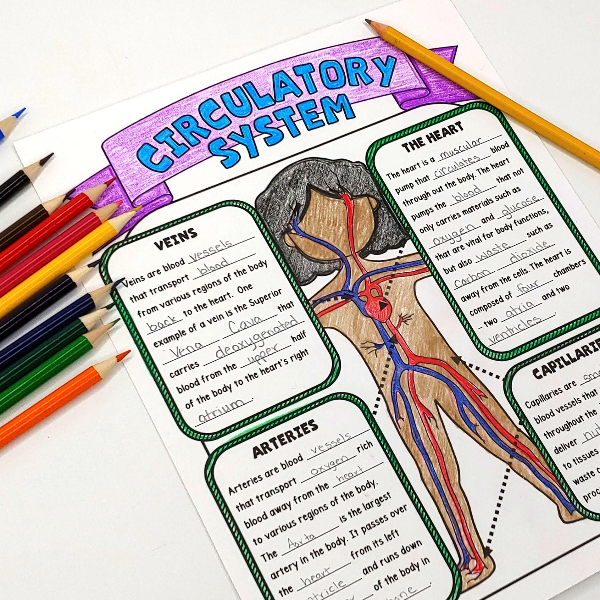 The Circulatory System Doodle Notes... - The Morehouse Magic