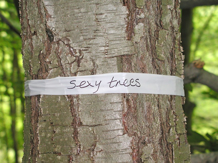 Sexy Tree Foundation