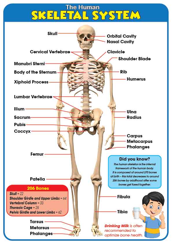 Digichart - New! Skeletal System Educational Chart for...