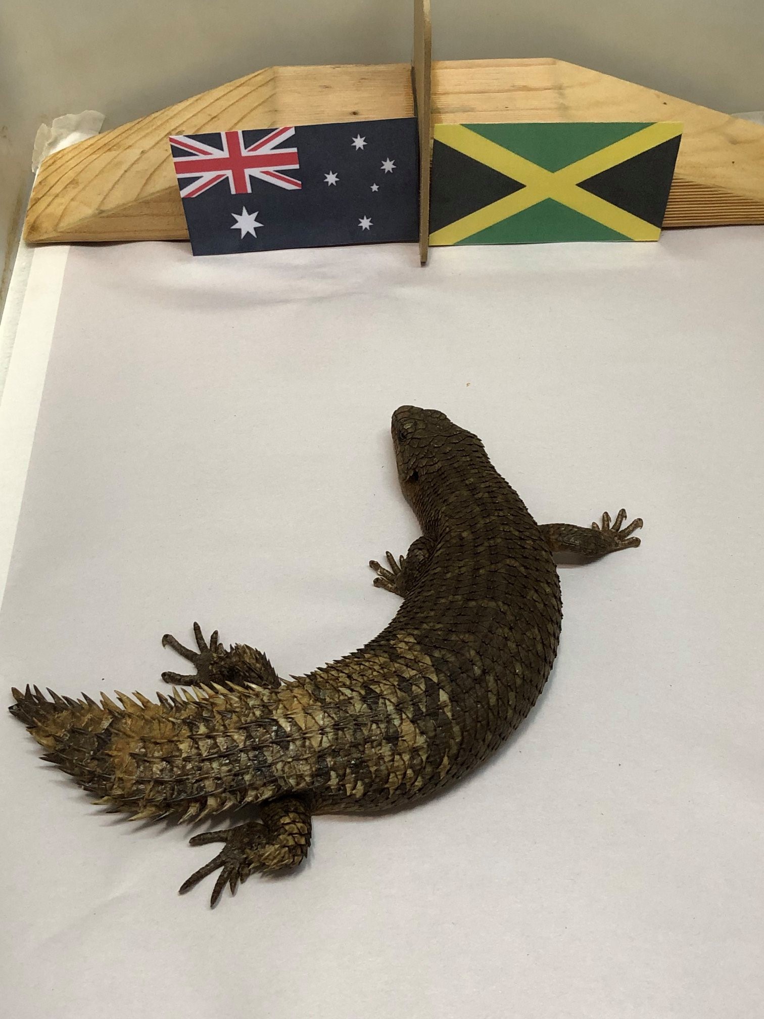 The Lizard Lab Behaviour Ecology And Evolution Of Lizards Home Facebook