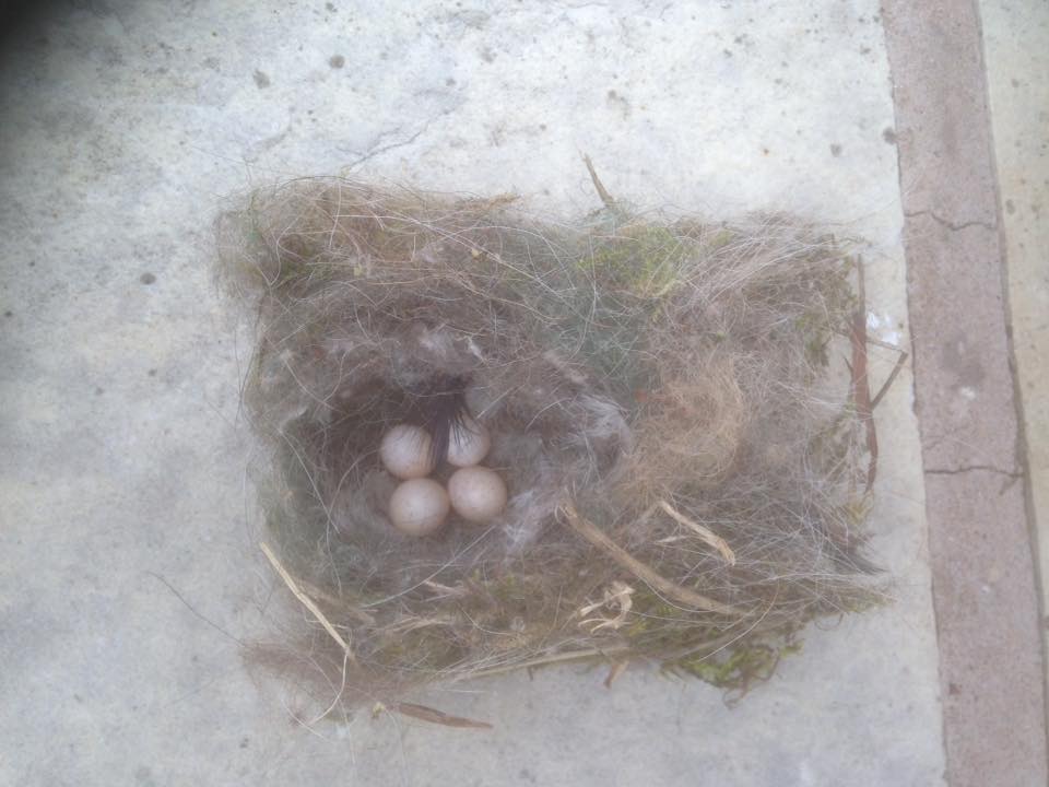 Blue Tit Nesting Box 2018 Home 2399
