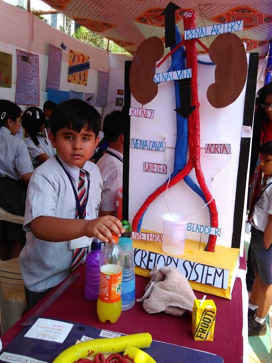 Excretory System Model Project 0107