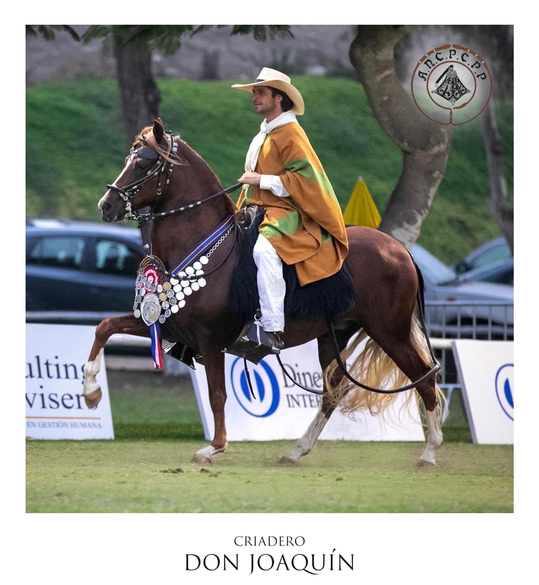 Peruvian - KRA ILUSTRADO 🏆 Bienvenidos 🤝🤝🤝🐴🐴🐴 Criadero Don Joaquín ...