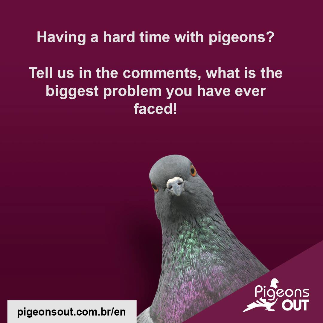 Pigeons - Having a hard time with pigeons? Tell us in the comments ...