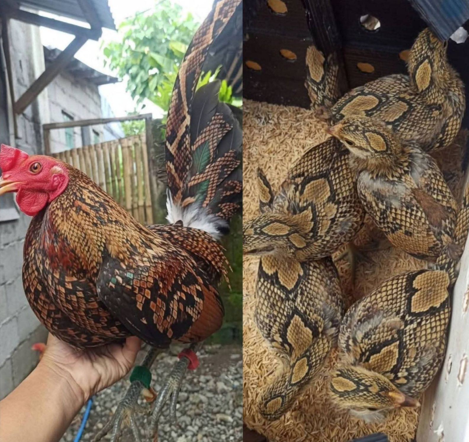 NBA UPDATES | Unsa ni nga breed sa manok | Facebook