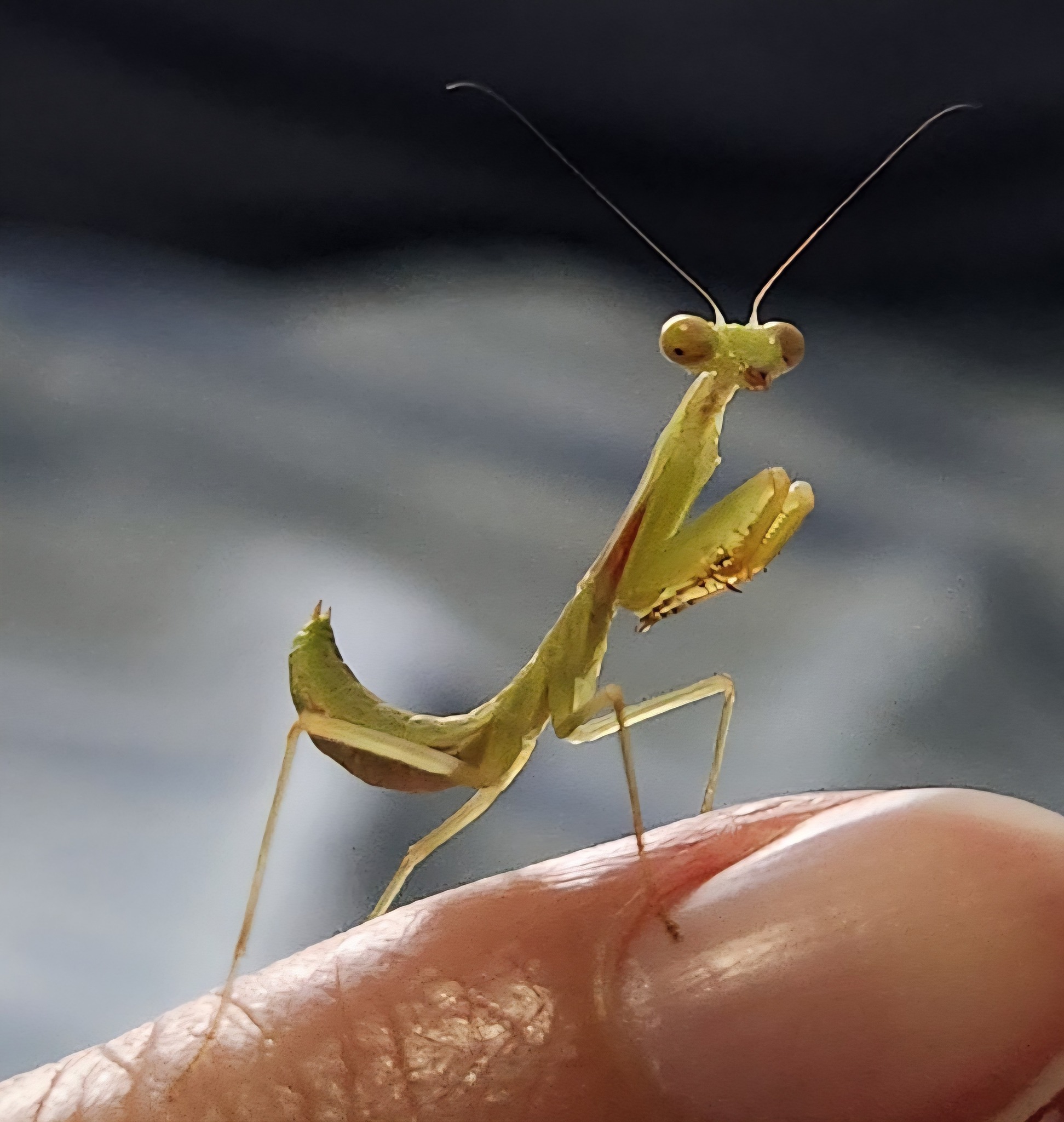 Praying Mantis Community Not Sure On Sex Or Age Just That They Are