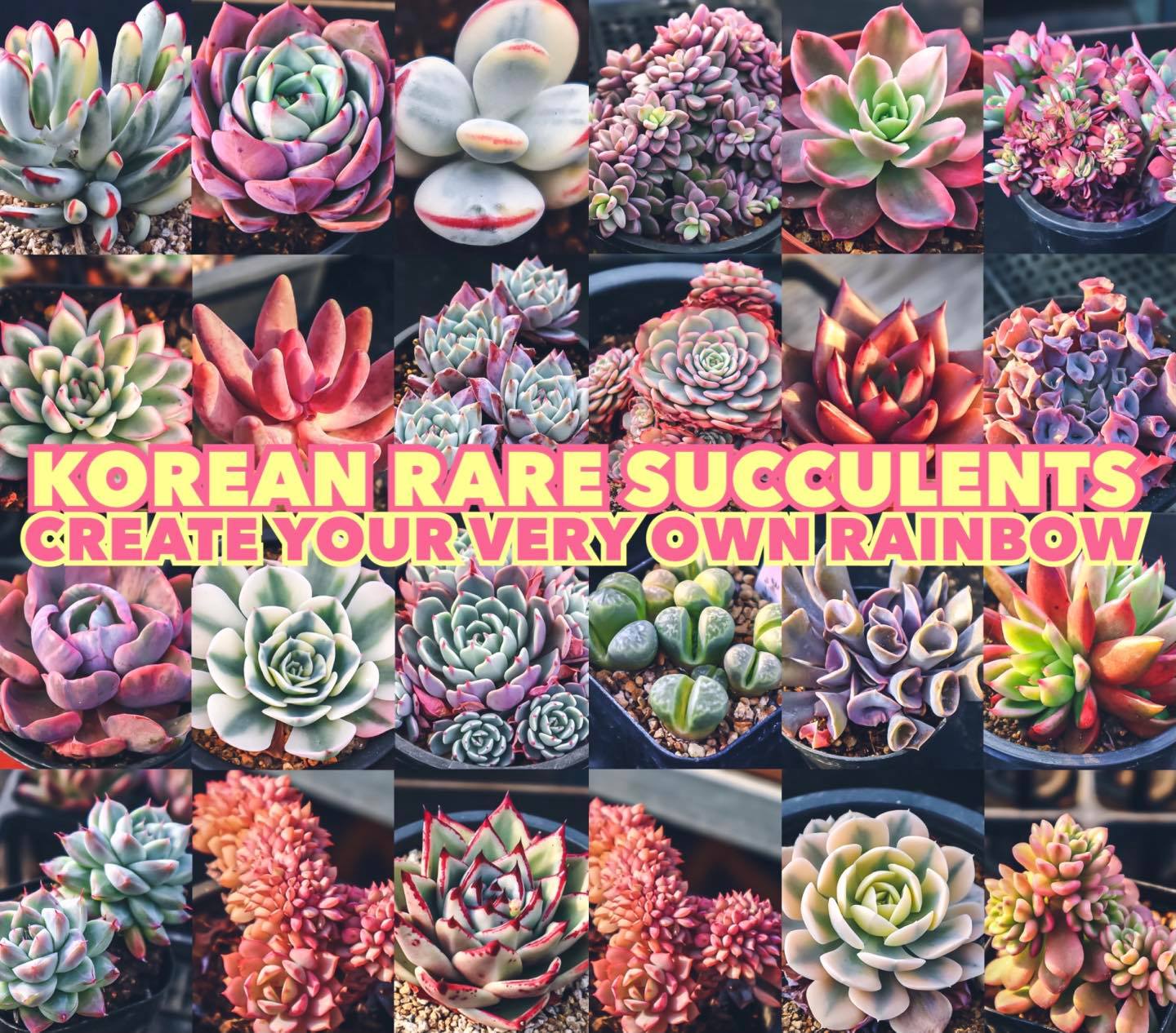 Chlorofeel 🌈sgs Largest Variety Of Korean Rare
