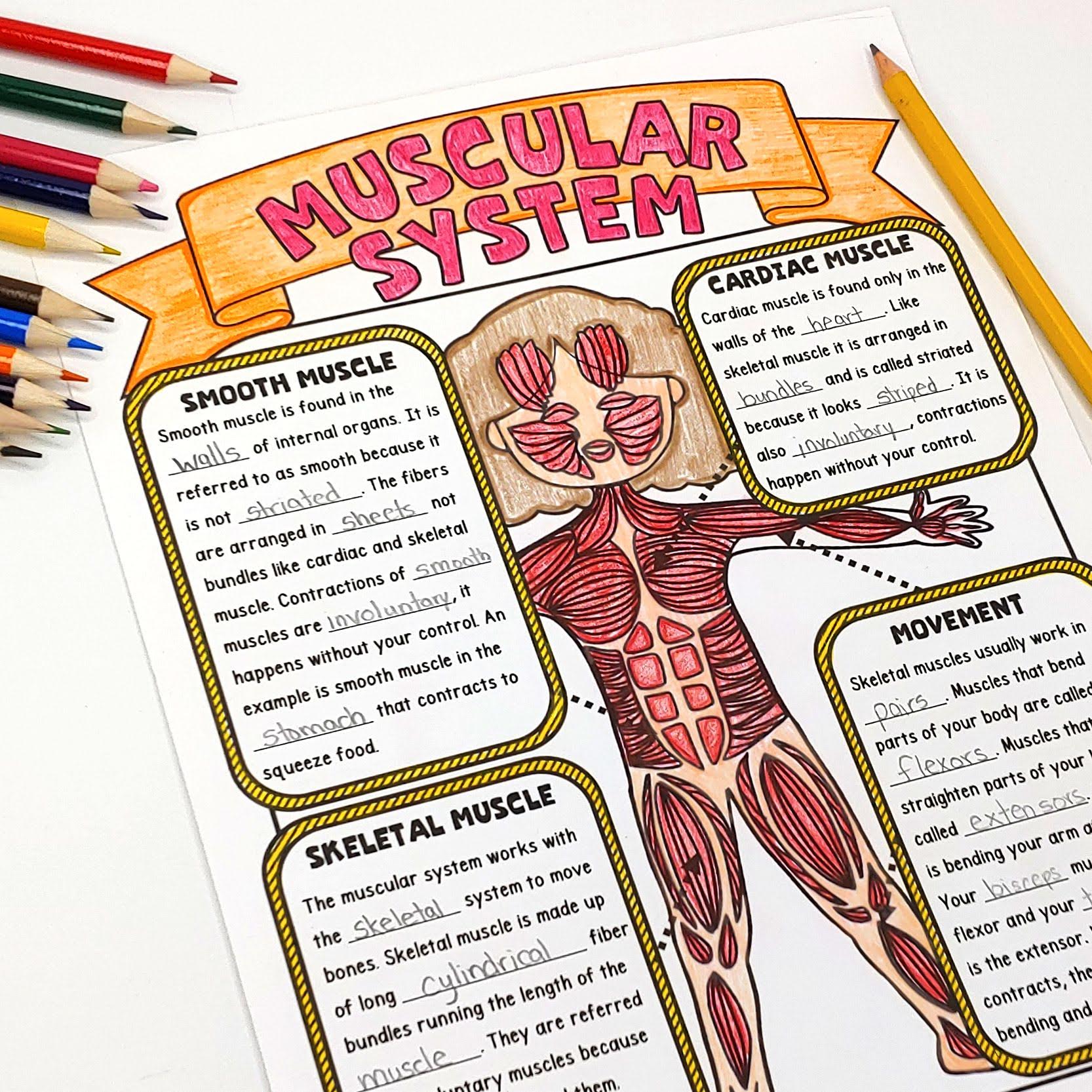 The Muscular System Doodle Notes |... - The Morehouse Magic | Facebook