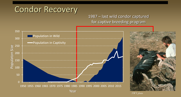 Ventana Wildlife Society - In 1975, the California Condor Recovery team ...