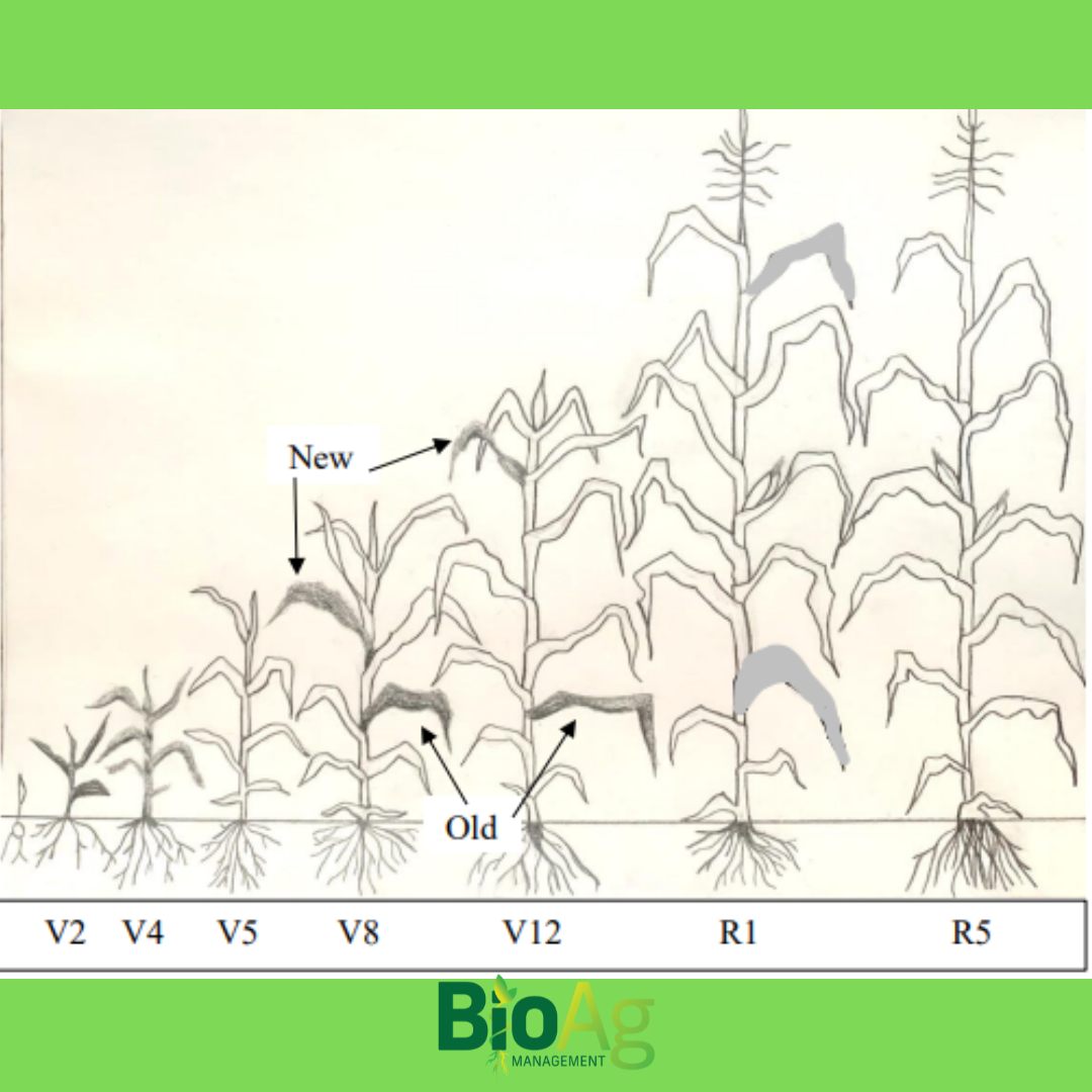 What Is Sap Sampling And Why Is It Bio Ag Management
