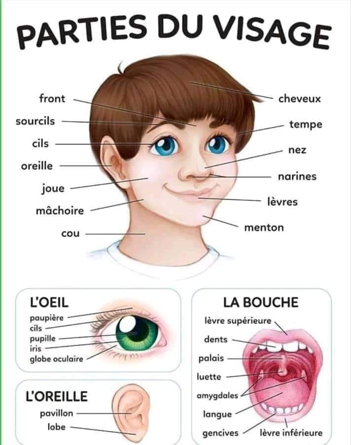 Professeurs de français | Vocabulaire : LES PARTIES DU VISAGE | Facebook