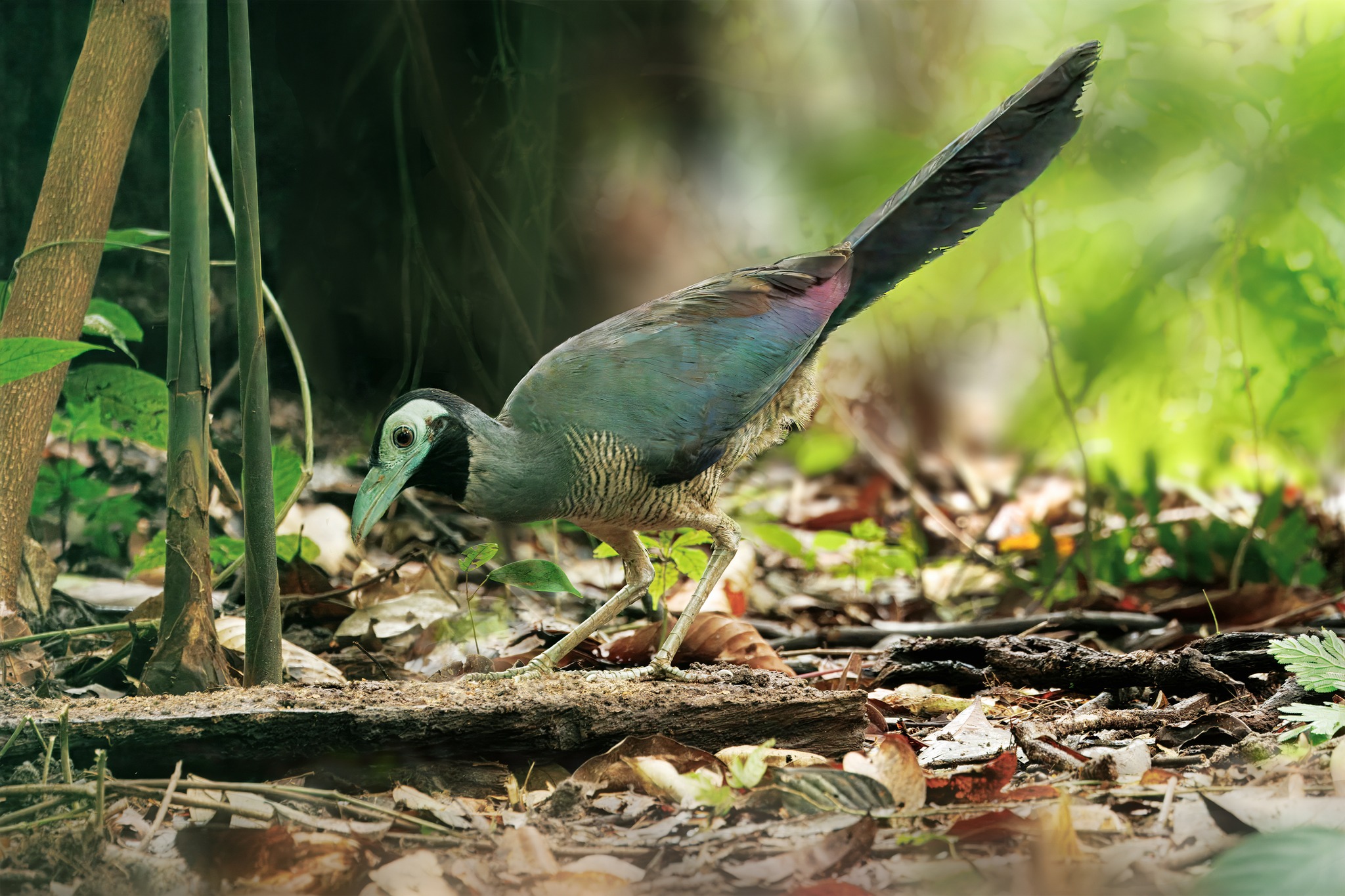 Wild Bird Club Malaysia Wbcm 𝑩𝙤𝒓𝙣𝒆𝙖𝒏 𝑮𝙧𝒐𝙪𝒏𝙙 𝘾𝒖𝙘𝒌𝙤𝒐 Facebook 9782