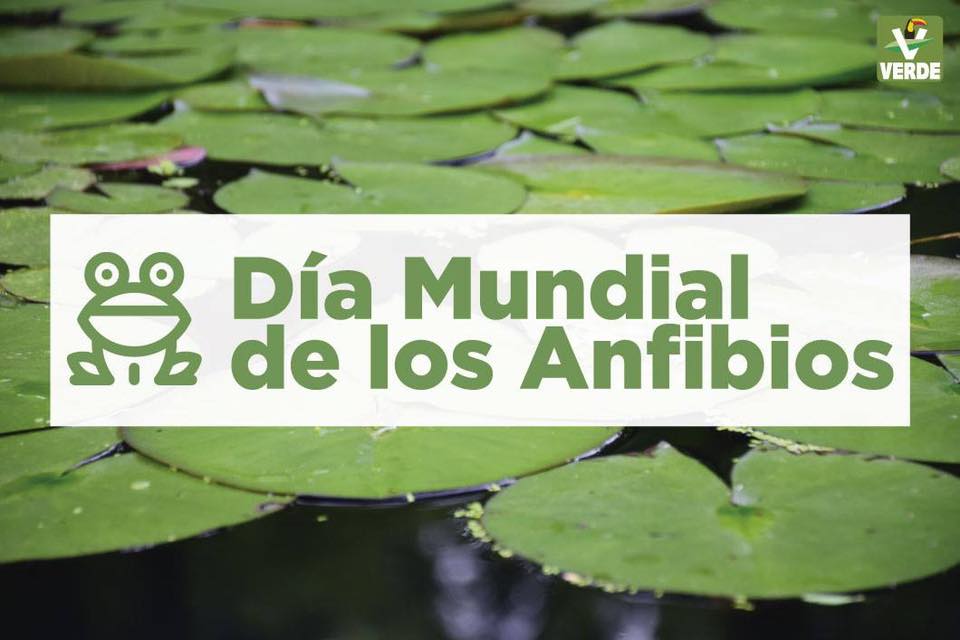 🐸 ¿Sabías qué... los anfibios... - Partido Verde Zacatecas | Facebook