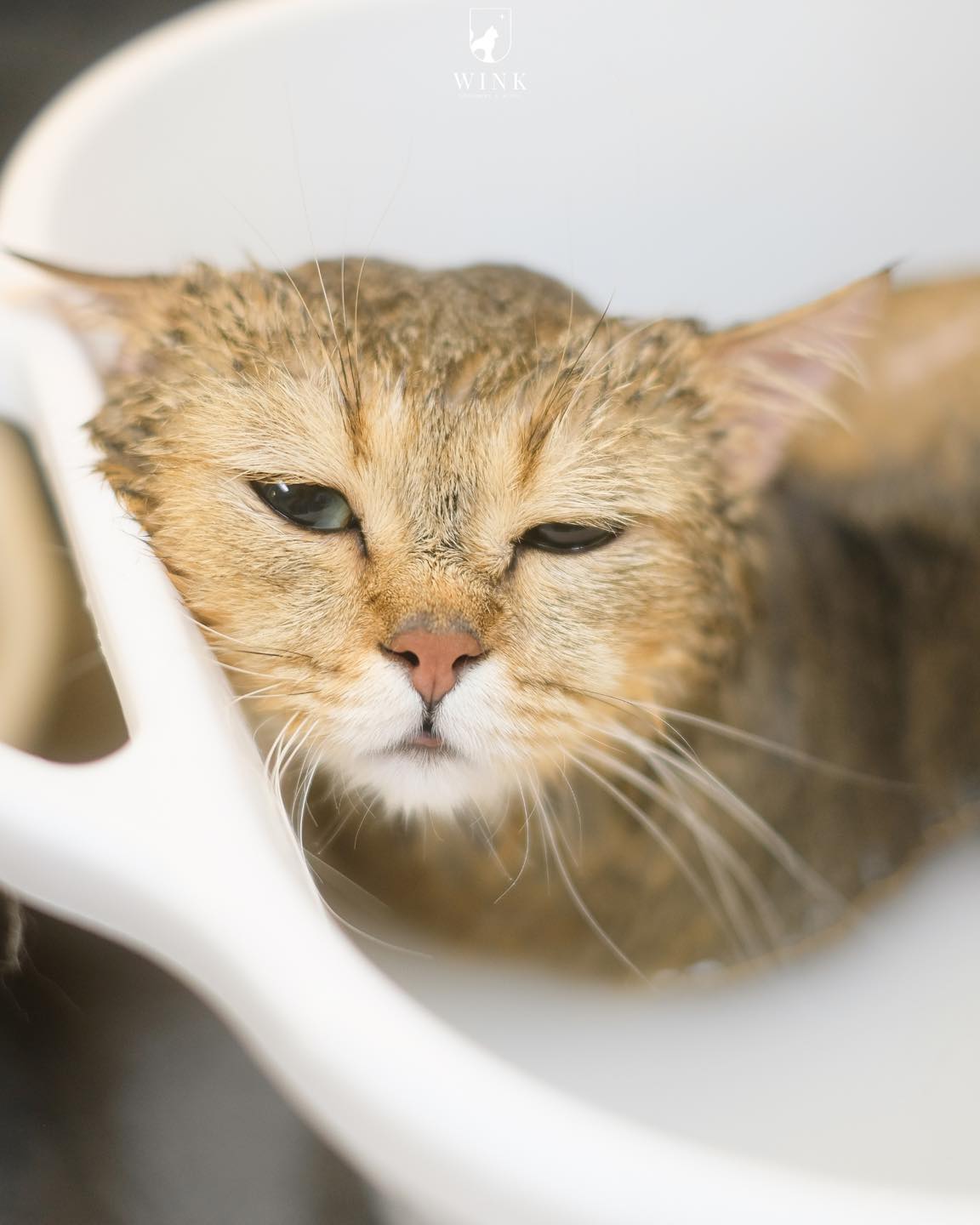 ทำ Wink Grooming And Hotel โรงแรมแมว สปาและอาบน้ำตัดขนแมว