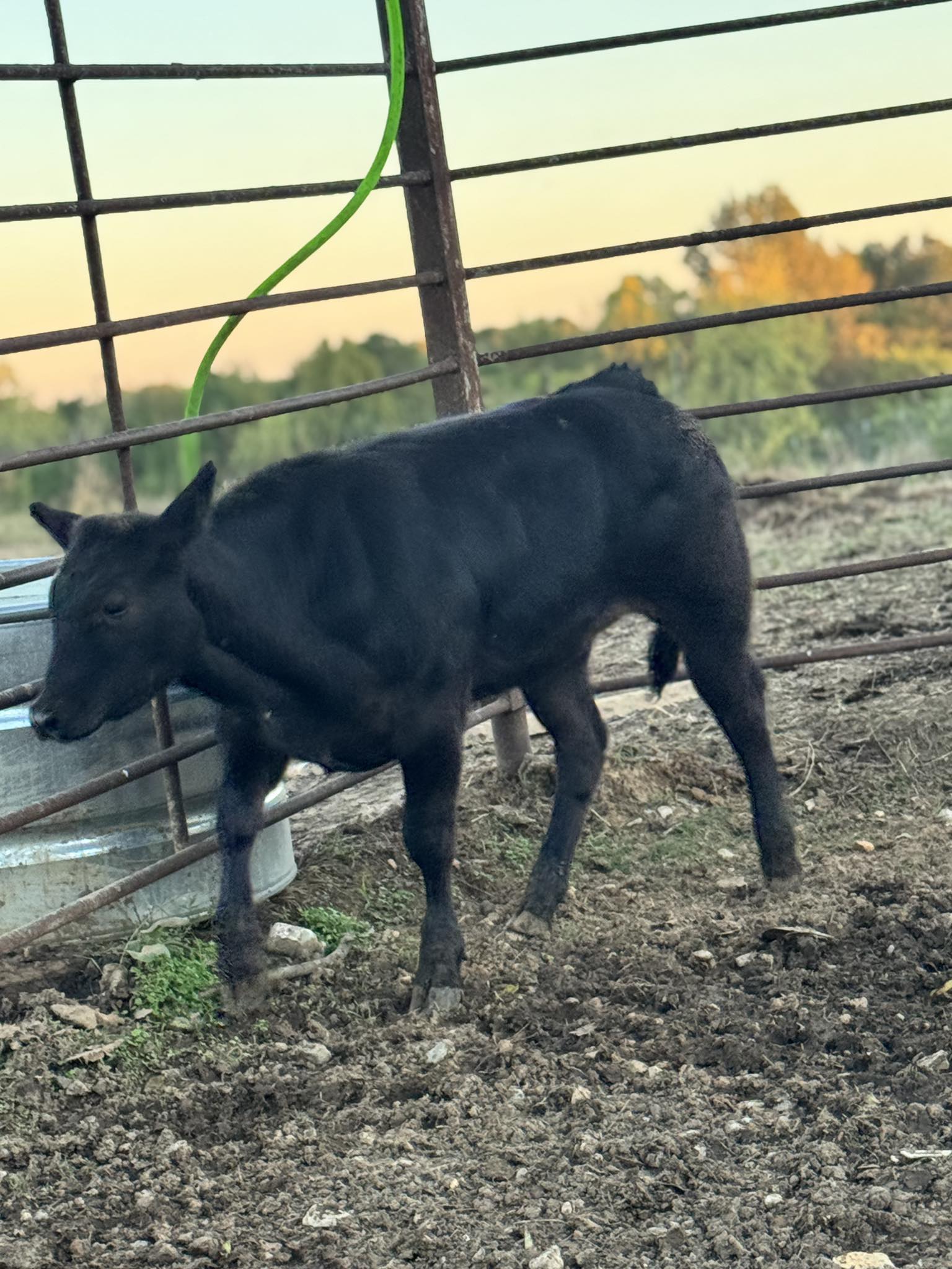 Yandr Livestock