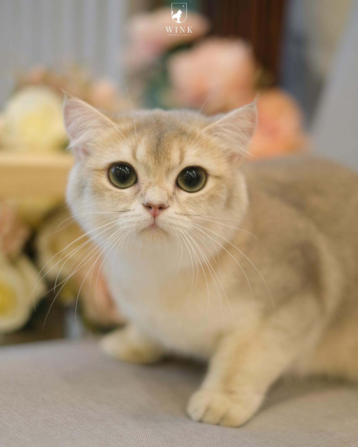 Wink Grooming And Hotel โรงแรมแมว สปาและอาบน้ำตัดขนแมว
