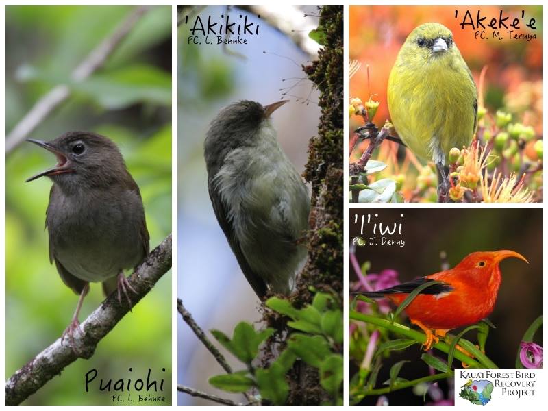 Meet Our 4 Focus Kauai Forest Bird Recovery Project Facebook