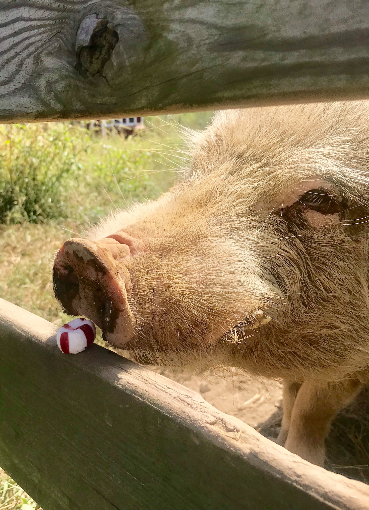 Keepsakes Diner - For some reasons all our animals get...