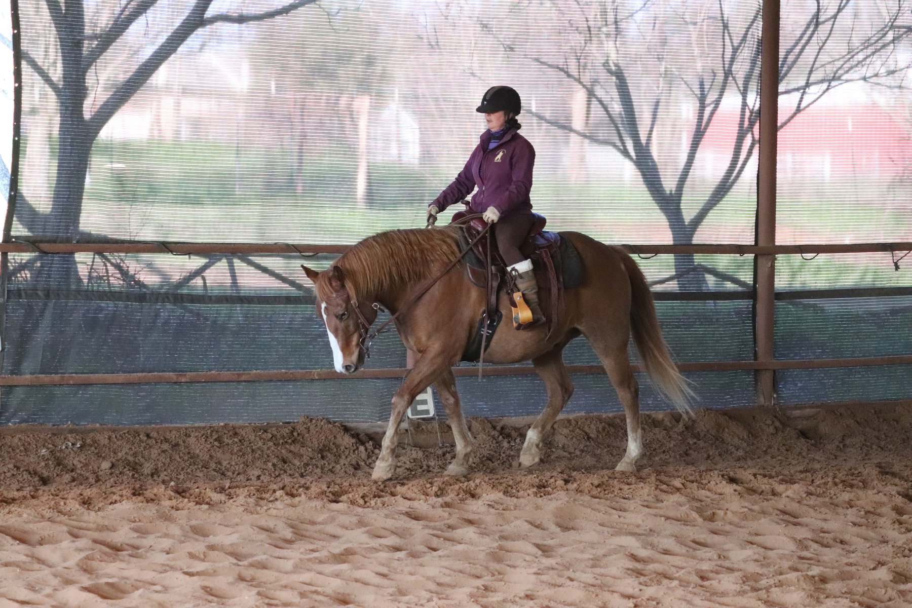 Bridled Passion Dressage Cleburne Tx