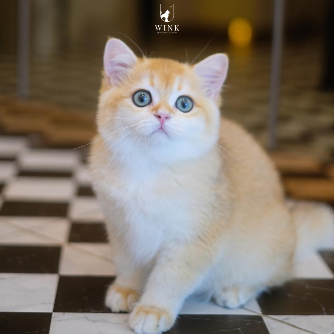 แม Wink Grooming And Hotel โรงแรมแมว สปาและอาบน้ำตัดขนแมว