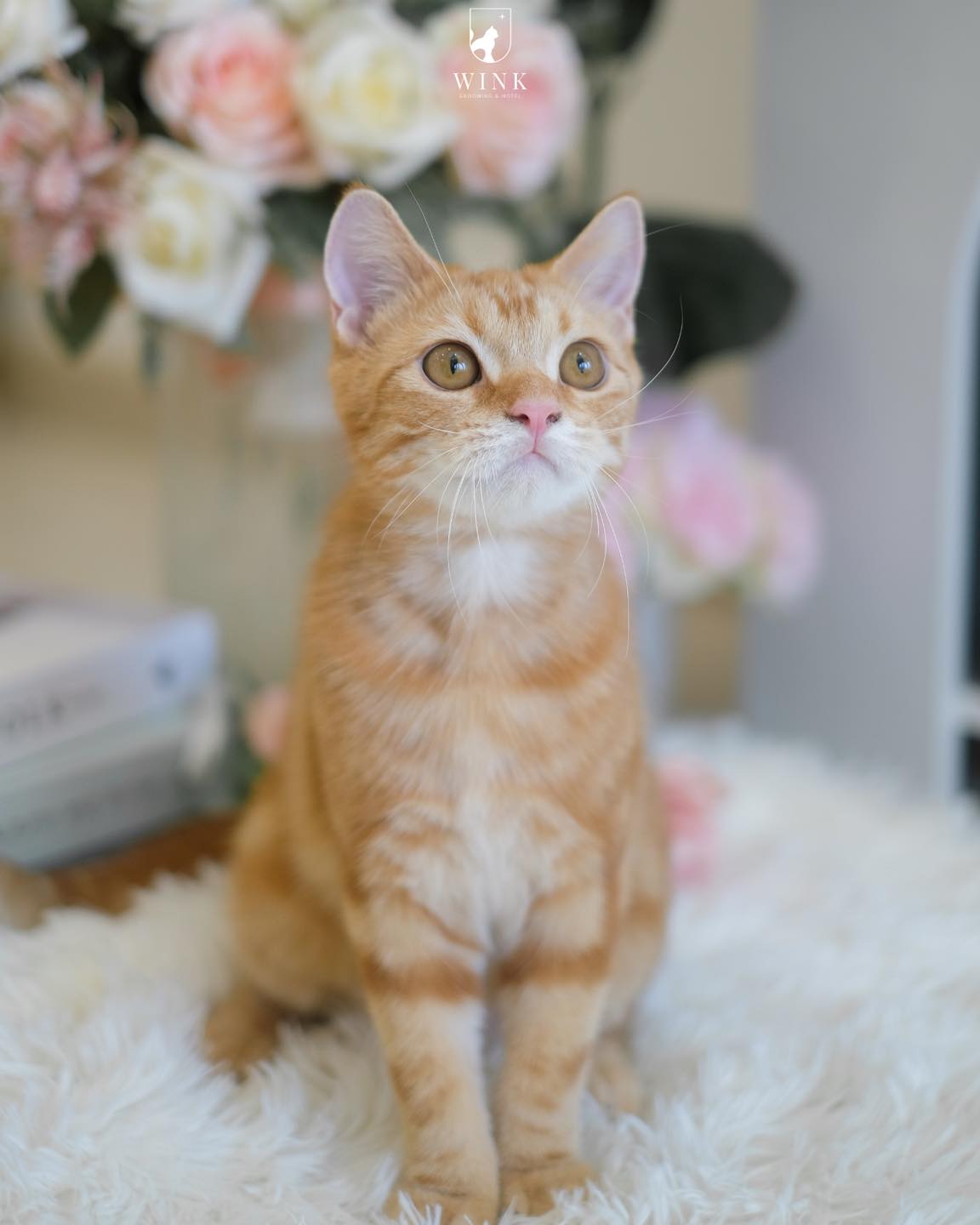 Wink Grooming And Hotel โรงแรมแมว สปาและอาบน้ำตัดขนแมว