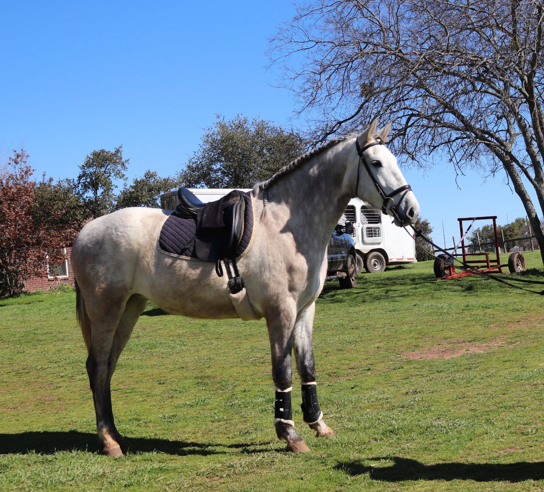 Bridled Passion Dressage Cleburne Tx
