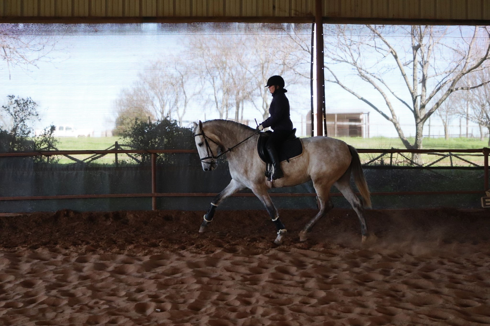 Bridled Passion Dressage Cleburne Tx