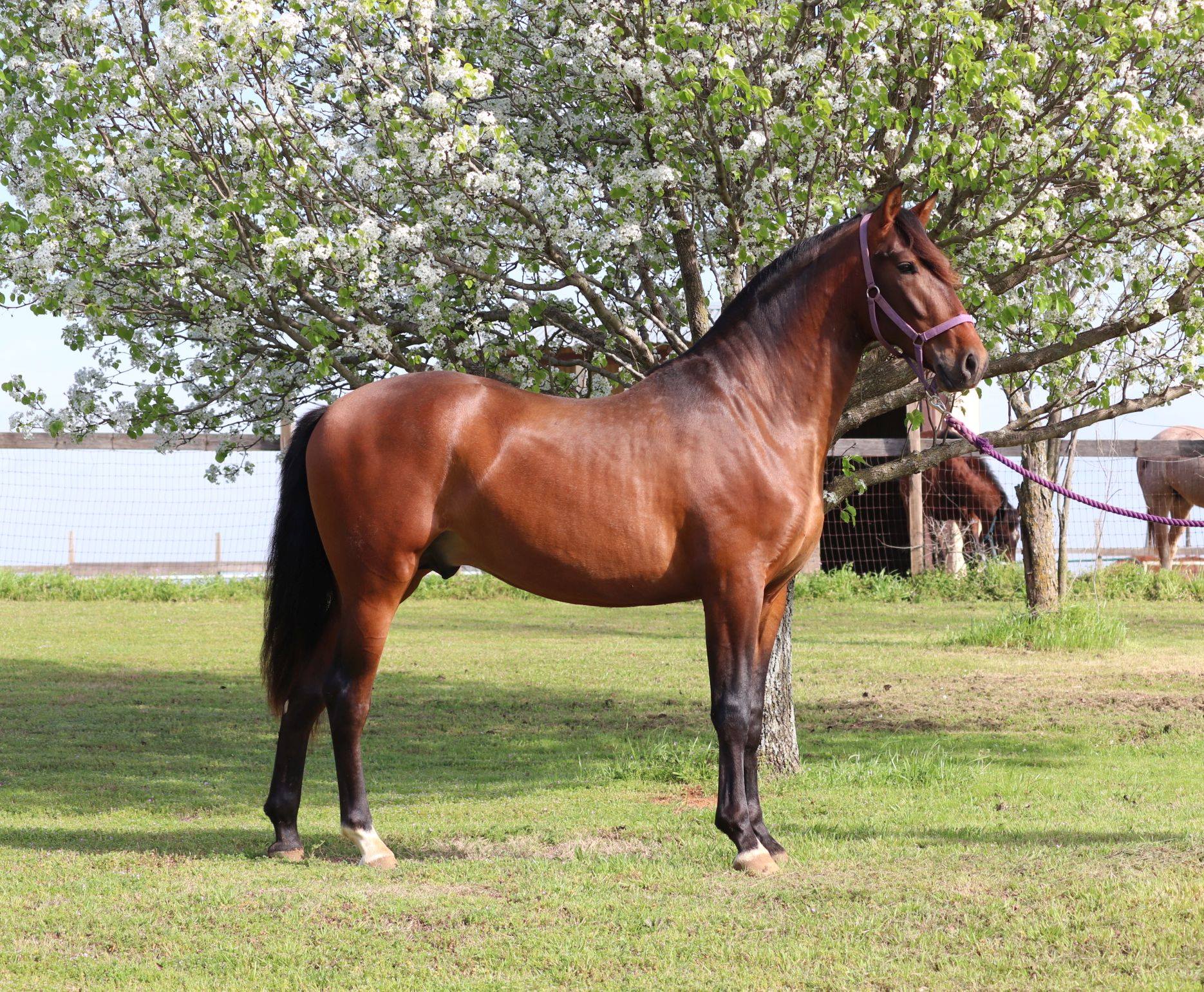 Bridled Passion Dressage Cleburne Tx